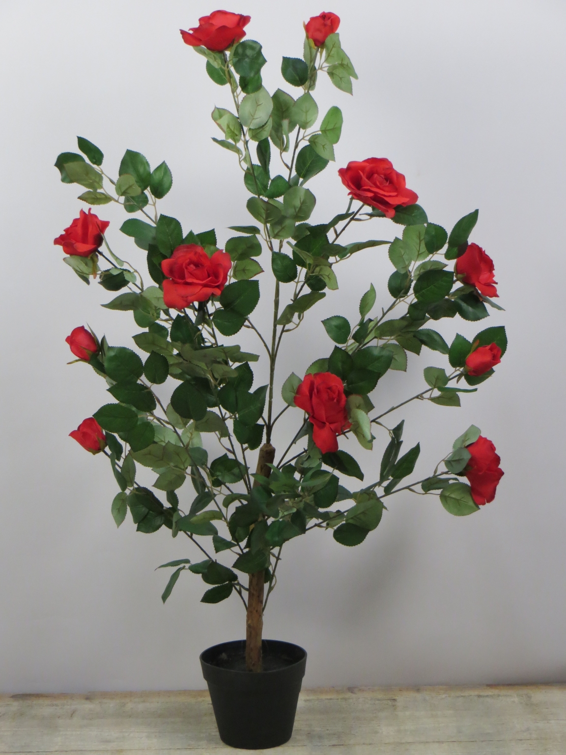 Roos rood - Tuincentrum het Oosten